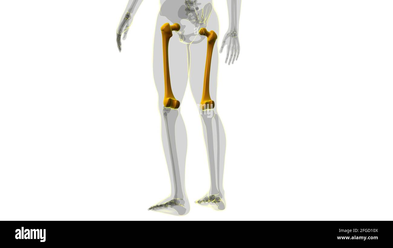 Menschliche Skelett Anatomie Femur Knochen 3D Rendering für ...