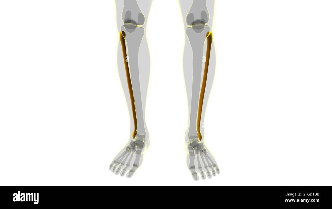 Menschliche Skelett Anatomie Fibula Knochen 3D-Rendering für ...