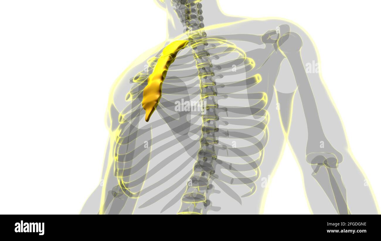 Menschliche Skelett Brustbein Knochen Anatomie für Medical Concept 3D ...