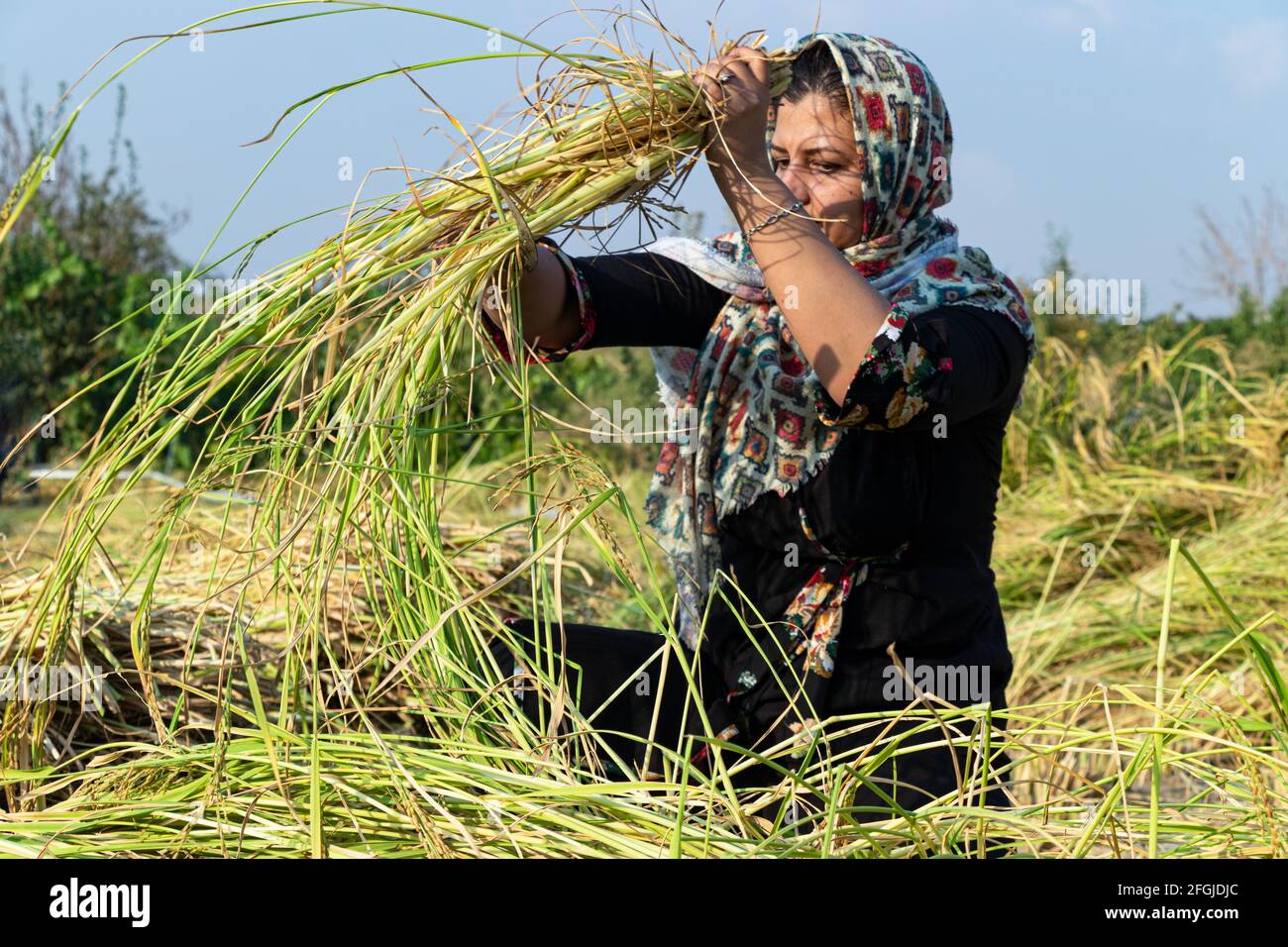 Reisernte sammeln -Fotos und -Bildmaterial in hoher Auflösung – Alamy