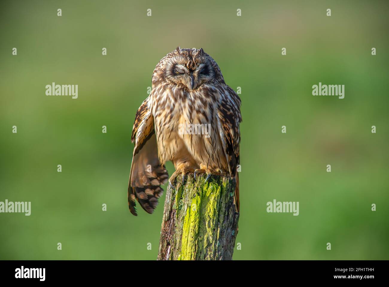 Nasse eule -Fotos und -Bildmaterial in hoher Auflösung – Alamy