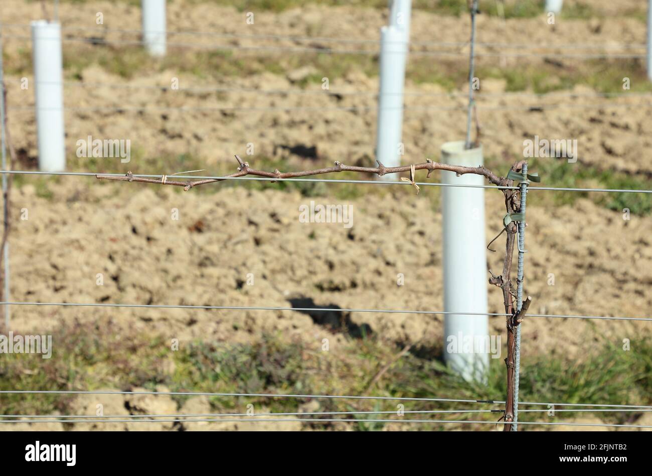 Guyot system -Fotos und -Bildmaterial in hoher Auflösung – Alamy
