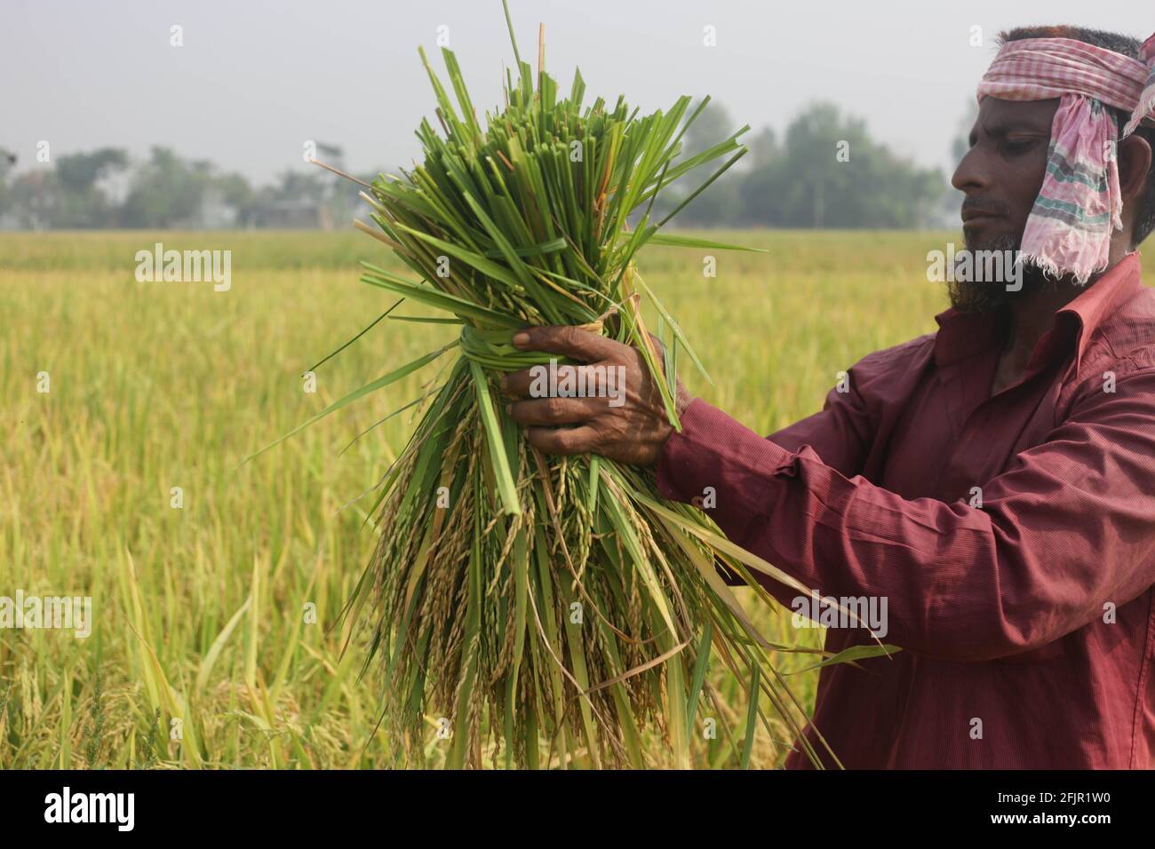 Reisfeld Auf Einem Feld Ernten Stockfotos und -bilder Kaufen - Alamy