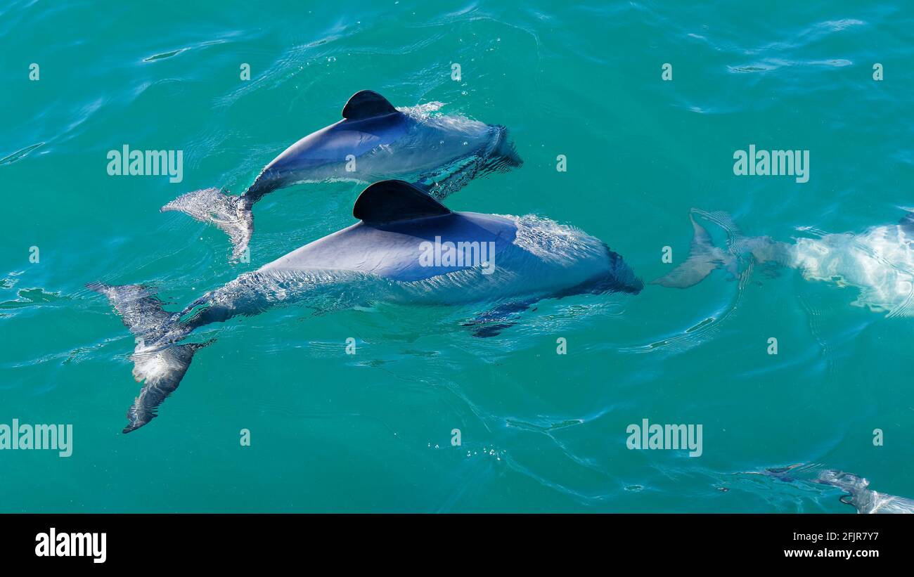 Gattung cephalorhynchus -Fotos und -Bildmaterial in hoher Auflösung – Alamy