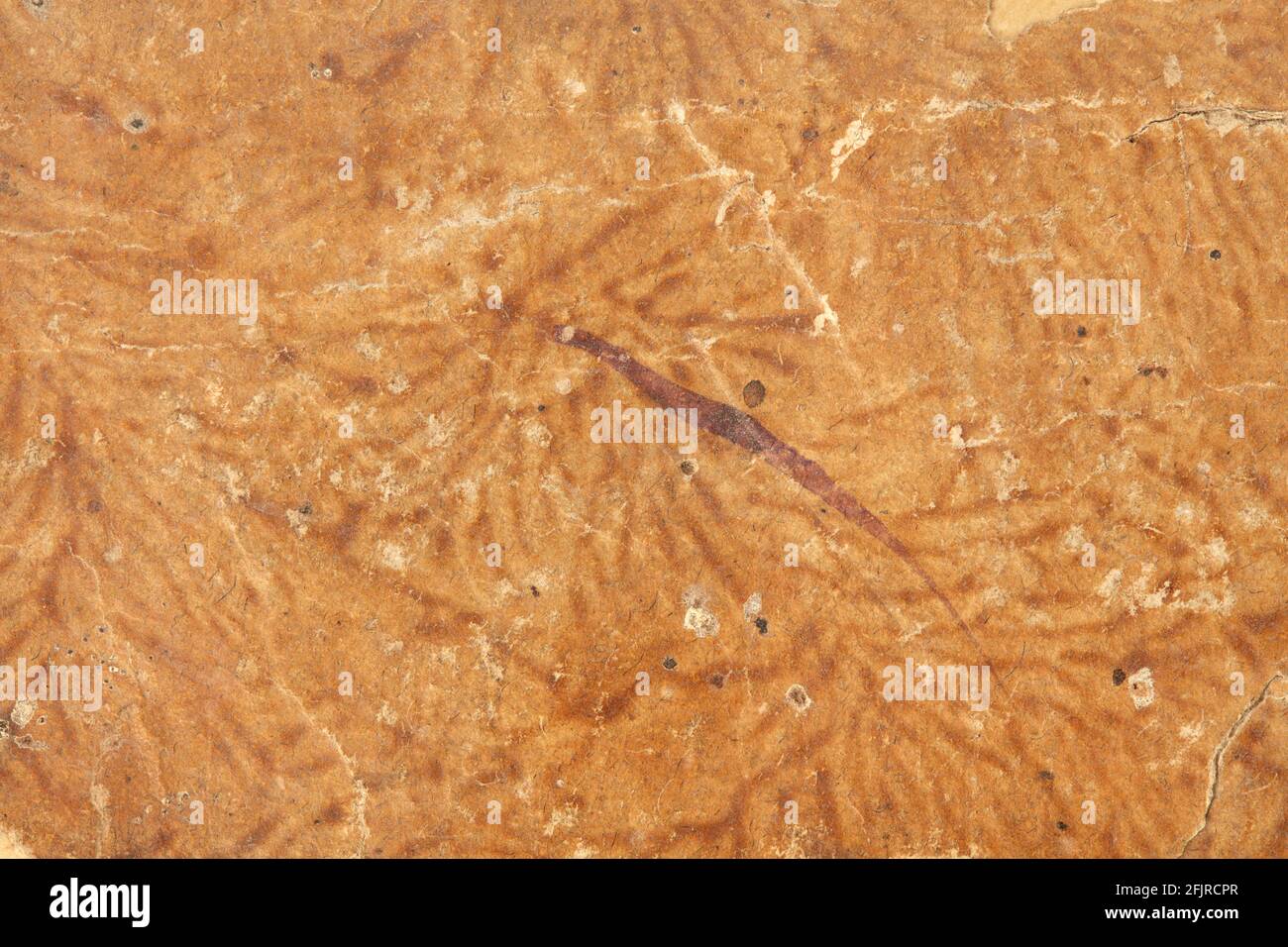 Beige pappe -Fotos und -Bildmaterial in hoher Auflösung – Alamy