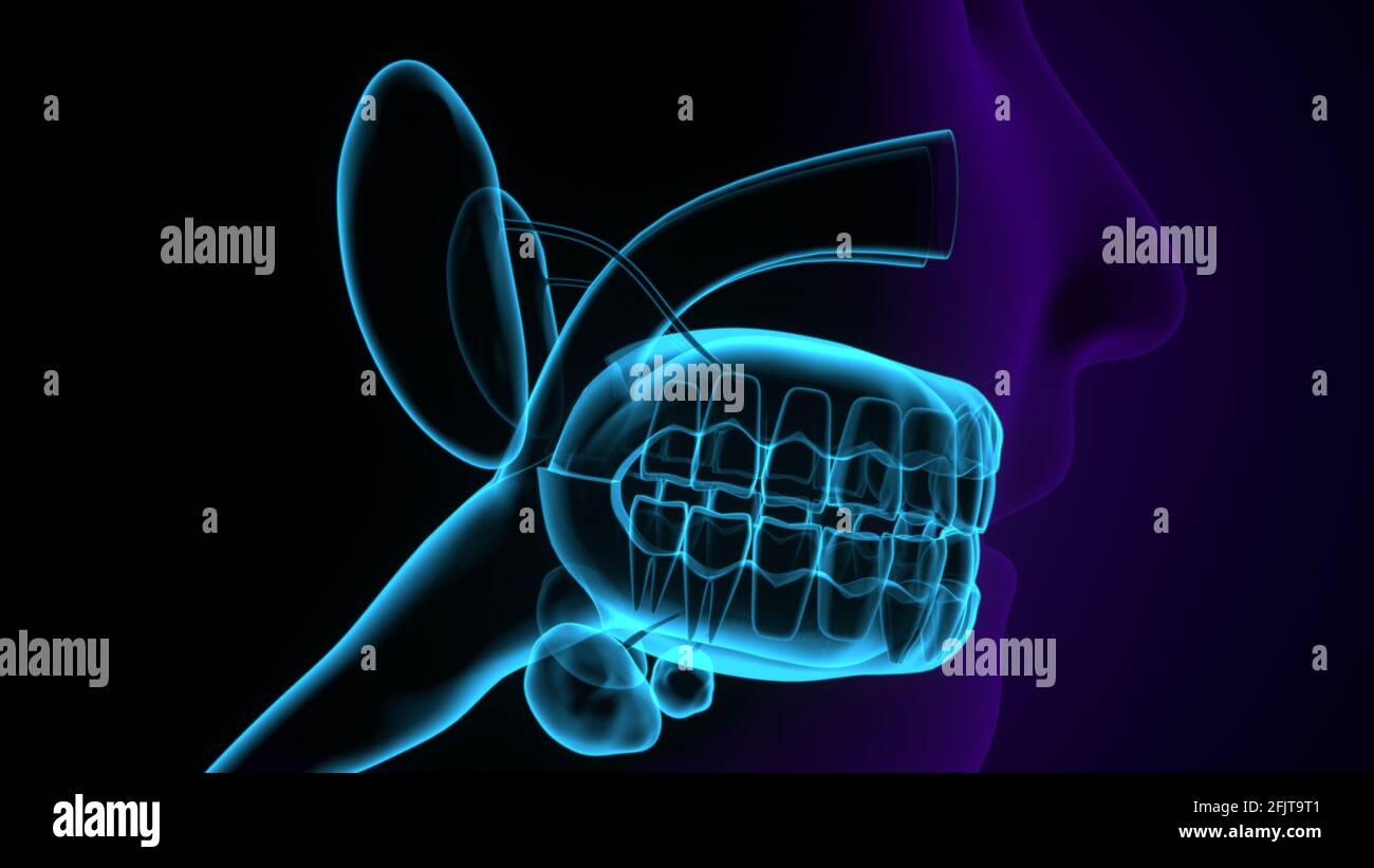 Die Anatomie des menschlichen Rachens. 3D-Rendern Stockfotografie - Alamy