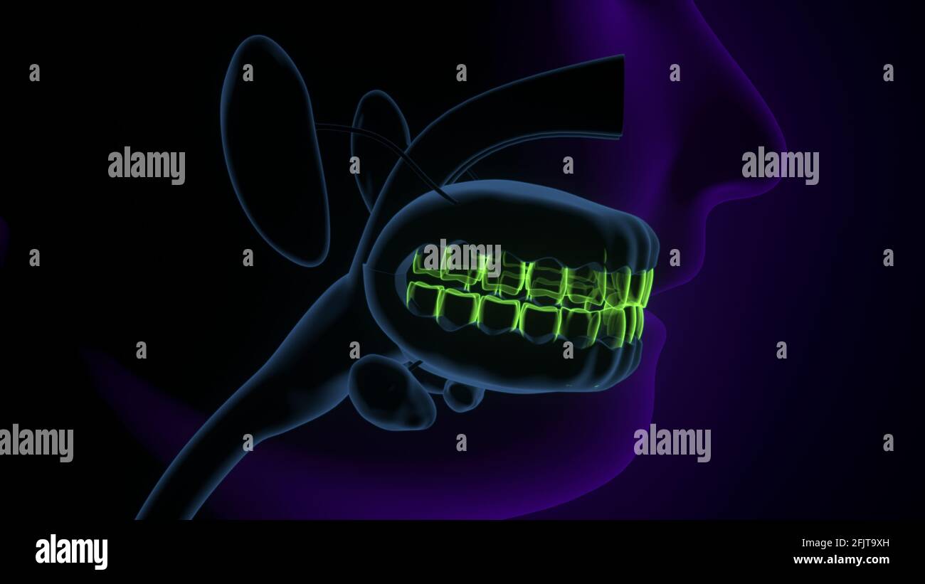 Rachen anatomie -Fotos und -Bildmaterial in hoher Auflösung – Alamy