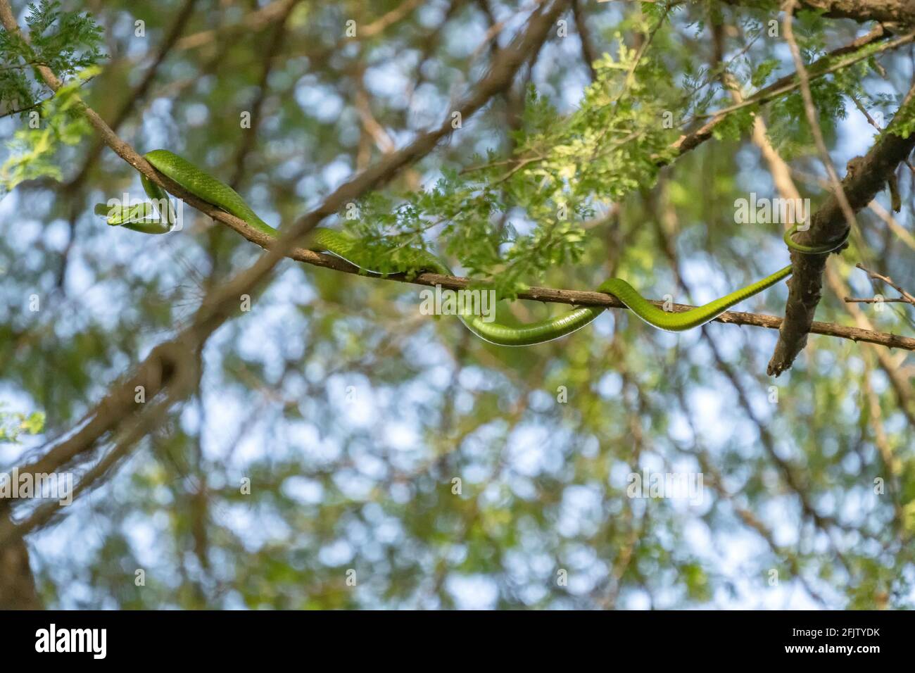 Mamba Snake Stockfotos und -bilder Kaufen - Seite 2 - Alamy