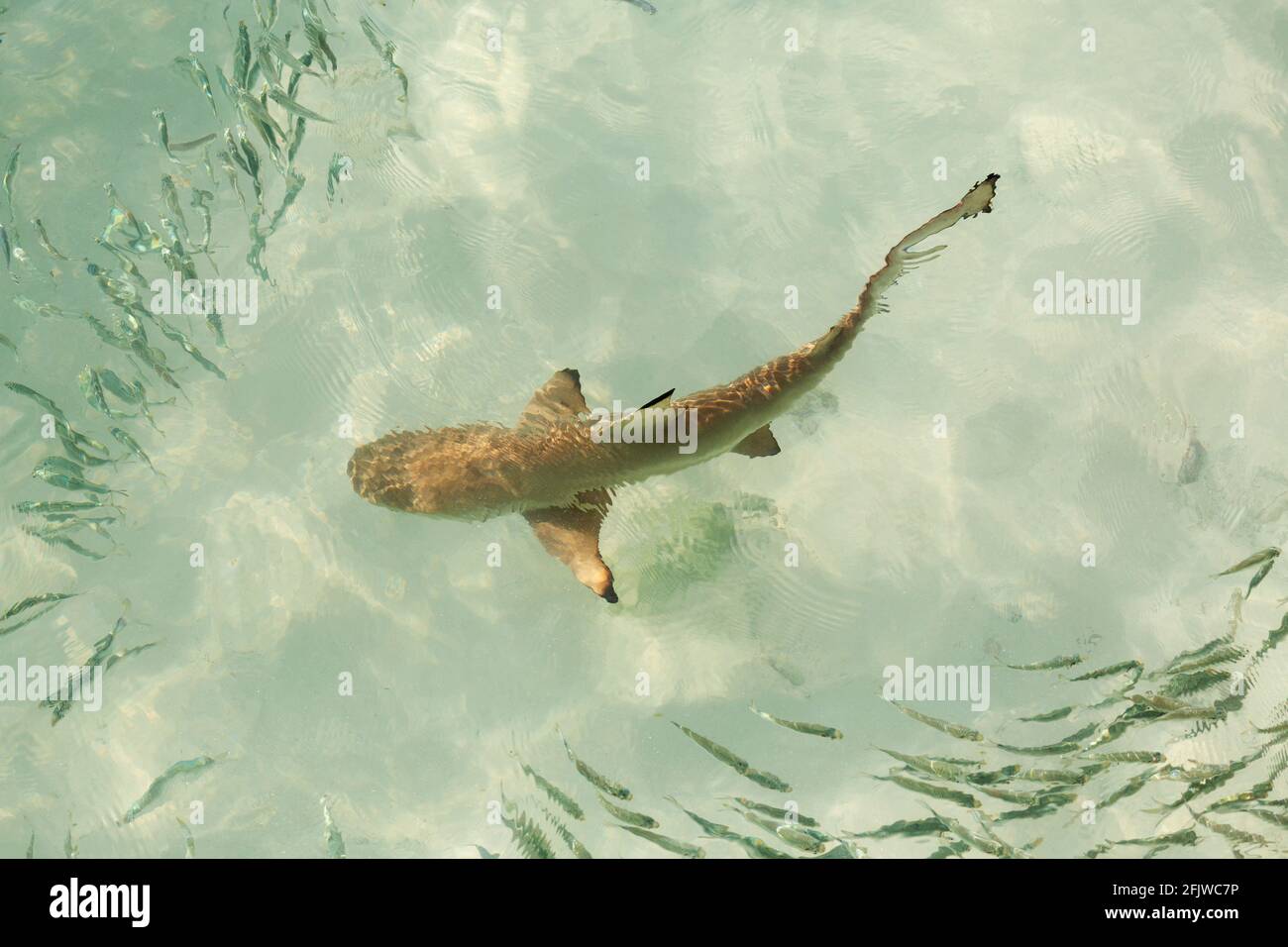 Schwarzer Riffhai (Carcharhinus melanopterus), der vor Bandos Island im ...