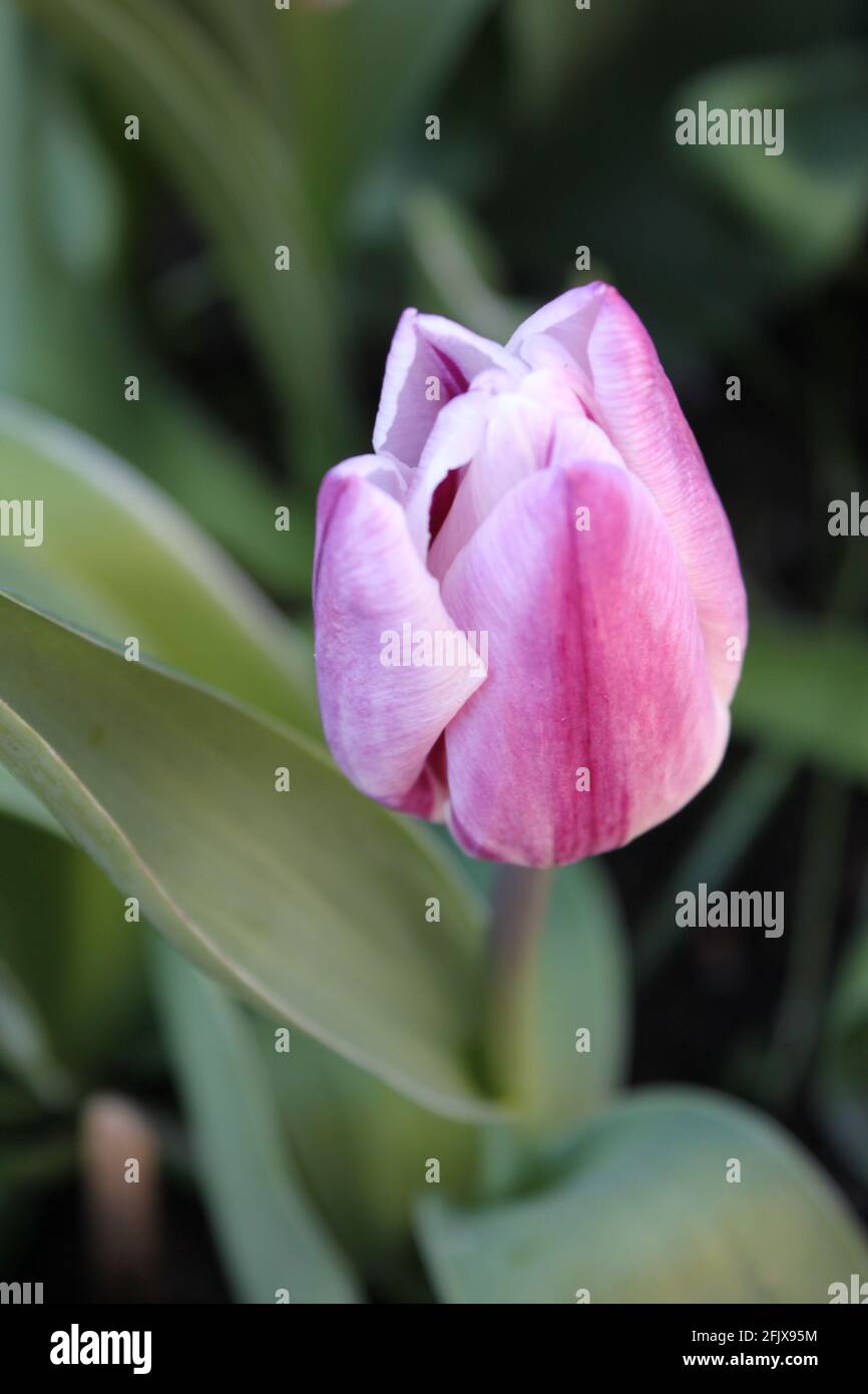 Frühlings rhapsodie tulpe -Fotos und -Bildmaterial in hoher Auflösung ...