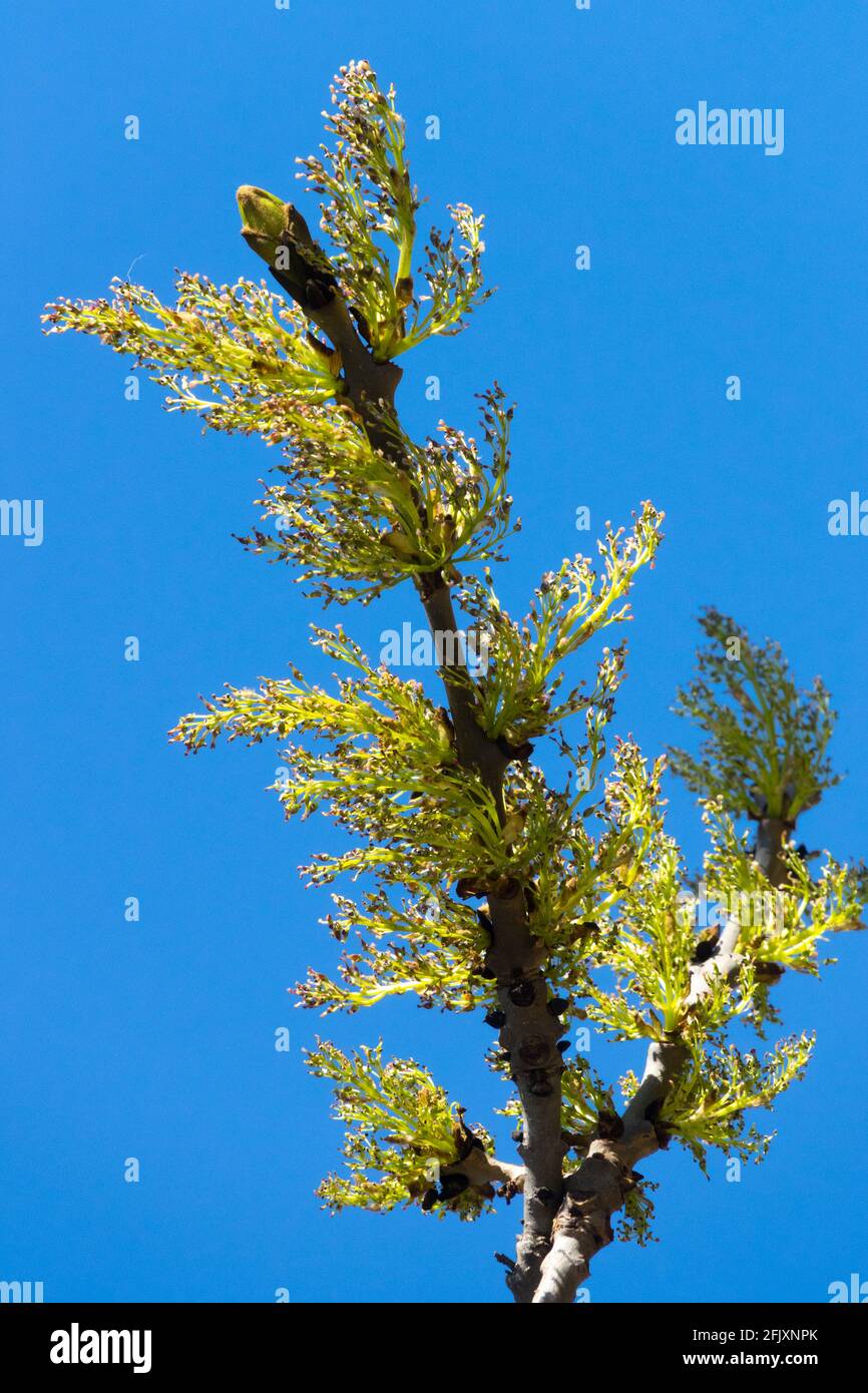 Blühende esche fraxinus -Fotos und -Bildmaterial in hoher Auflösung – Alamy