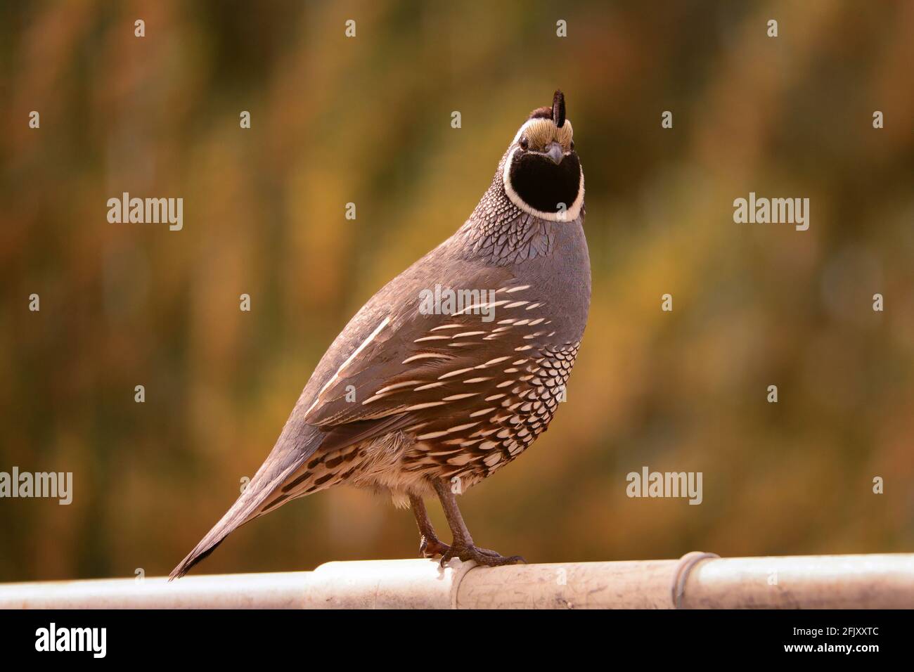 Wachtel design -Fotos und -Bildmaterial in hoher Auflösung – Alamy