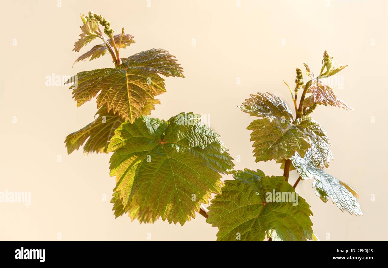 Junges weinblatt -Fotos und -Bildmaterial in hoher Auflösung – Alamy
