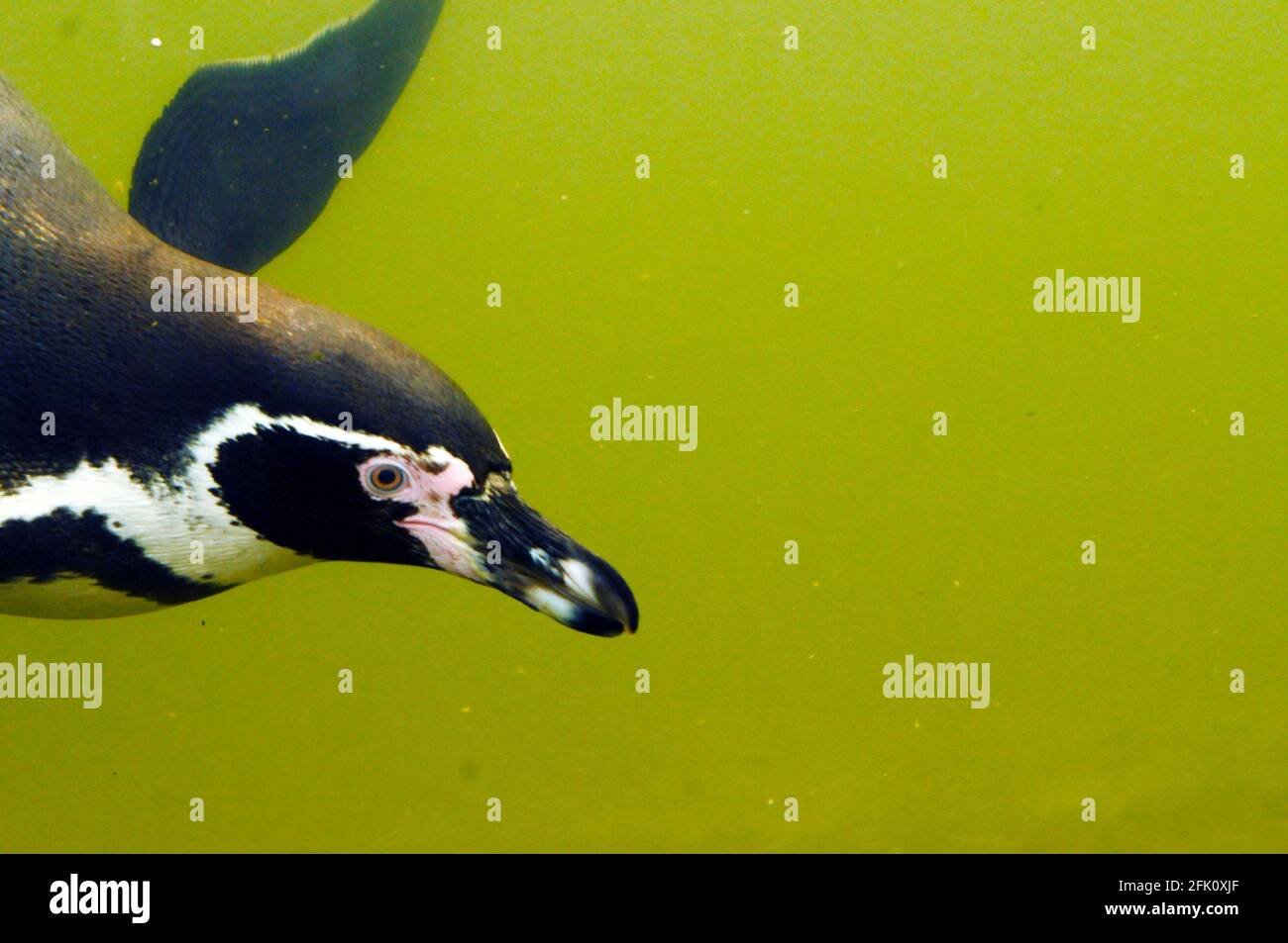 Pinguin bild -Fotos und -Bildmaterial in hoher Auflösung – Alamy