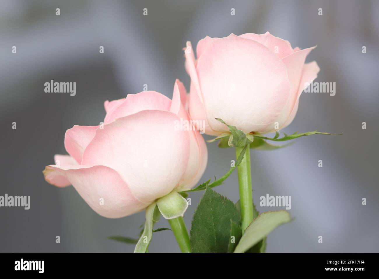 Nahaufnahme rosen -Fotos und -Bildmaterial in hoher Auflösung – Alamy