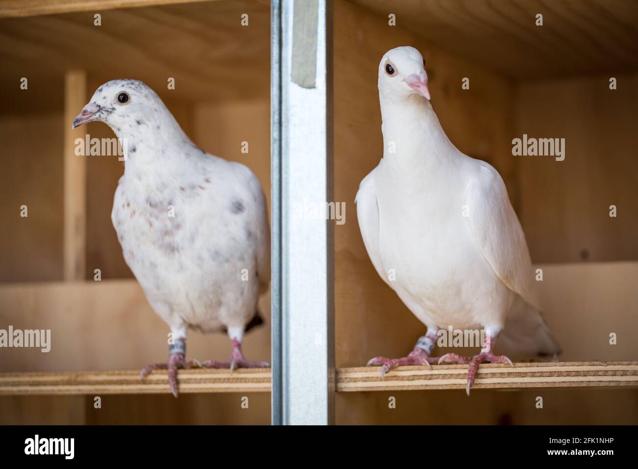 Columba livia domestica tauben -Fotos und -Bildmaterial in hoher ...