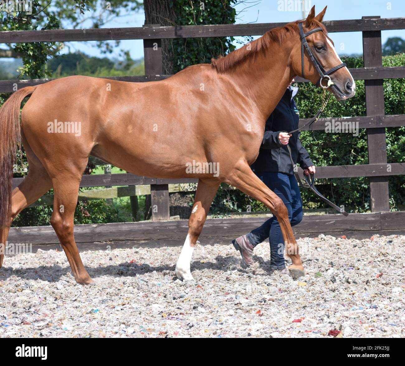Sam allwood -Fotos und -Bildmaterial in hoher Auflösung – Alamy