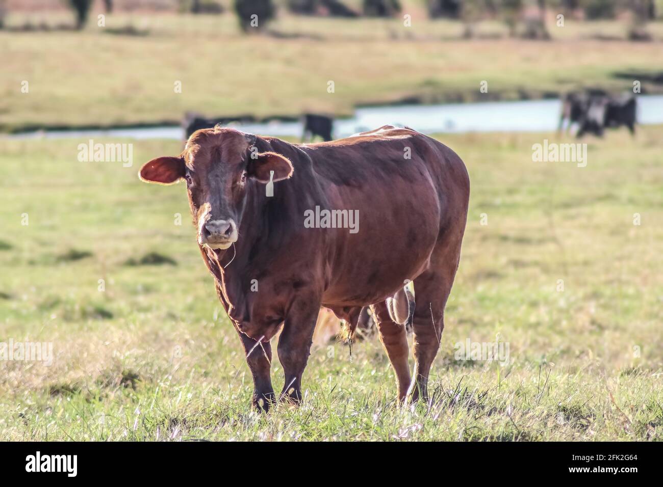 Cow Testicles Stockfotos und -bilder Kaufen - Alamy