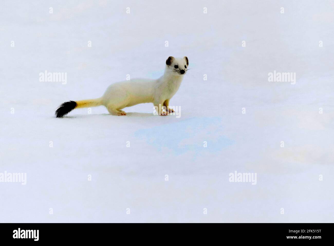 Hermelin winter -Fotos und -Bildmaterial in hoher Auflösung – Alamy