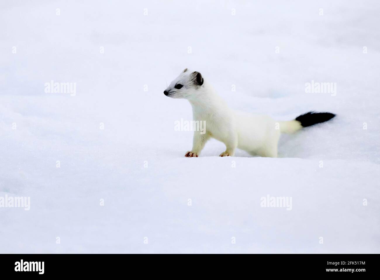 Hermelin im Winterfell im Schnee, Mustela erminea Stockfotografie - Alamy