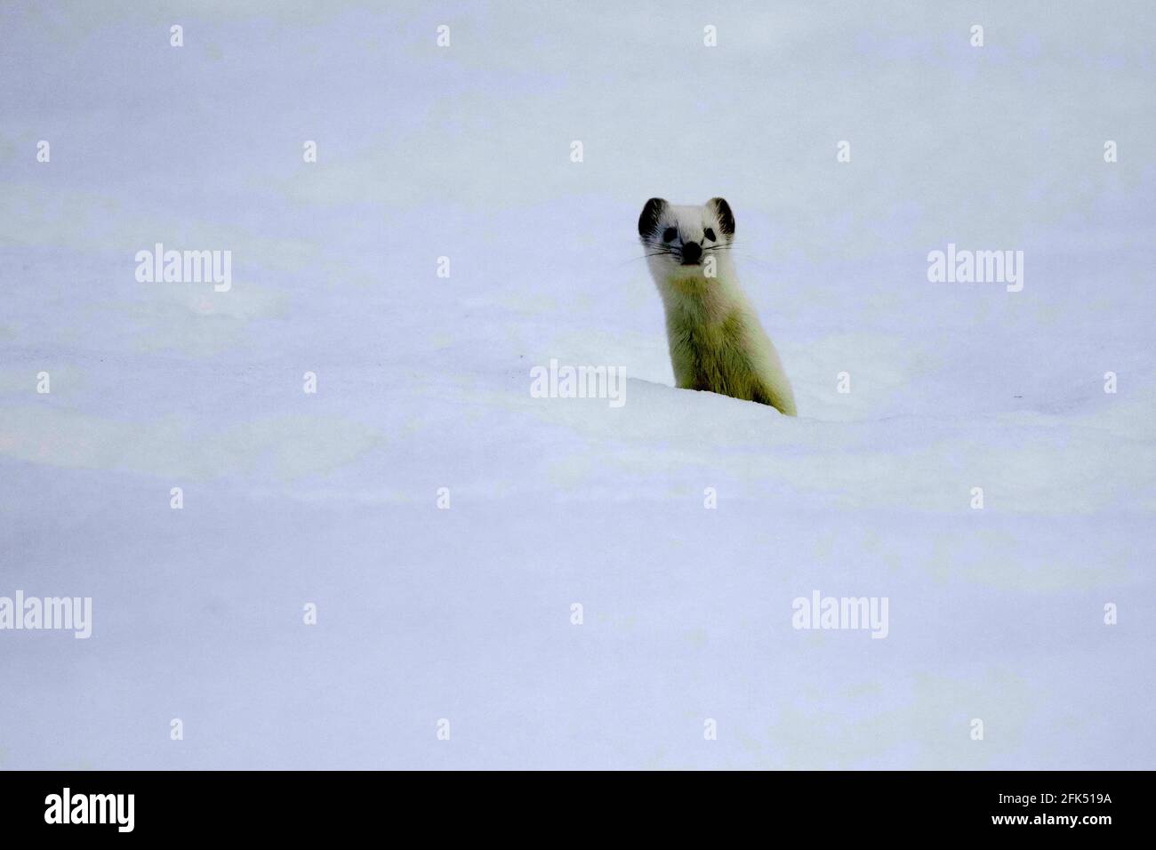Hermelin im Winterfell im Schnee, Mustela erminea Stockfotografie - Alamy