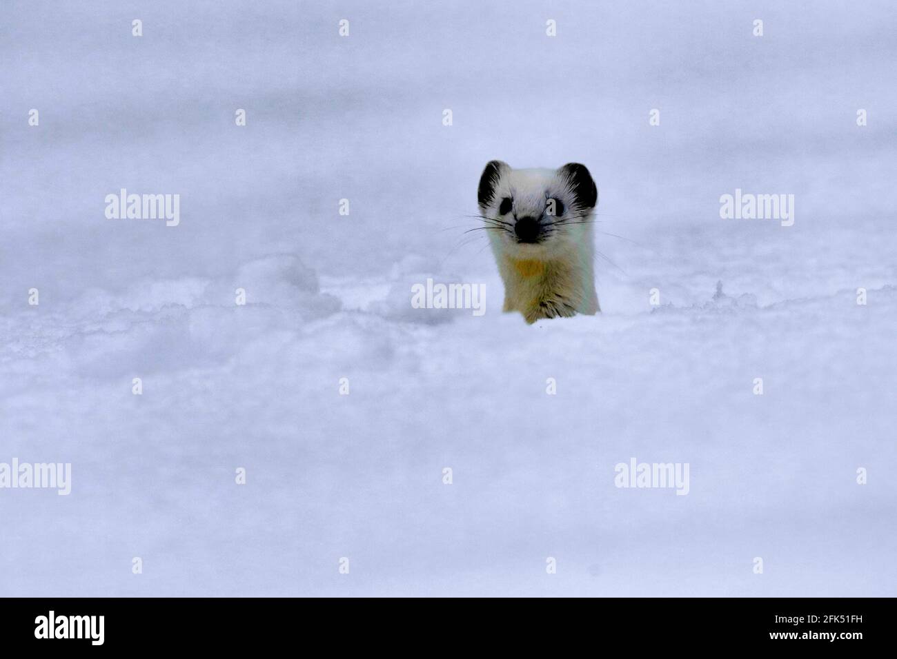 Schnee und hermelin -Fotos und -Bildmaterial in hoher Auflösung – Alamy