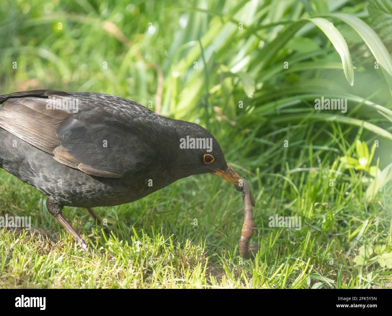Vogel mit regenwurm -Fotos und -Bildmaterial in hoher Auflösung – Alamy