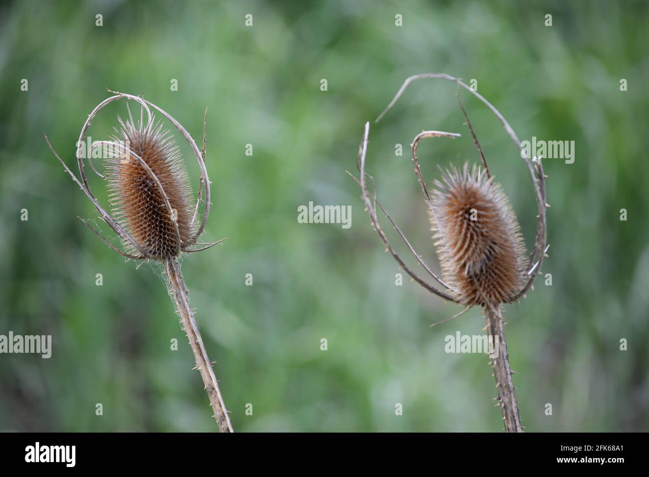 Disteln und dornen -Fotos und -Bildmaterial in hoher Auflösung – Alamy