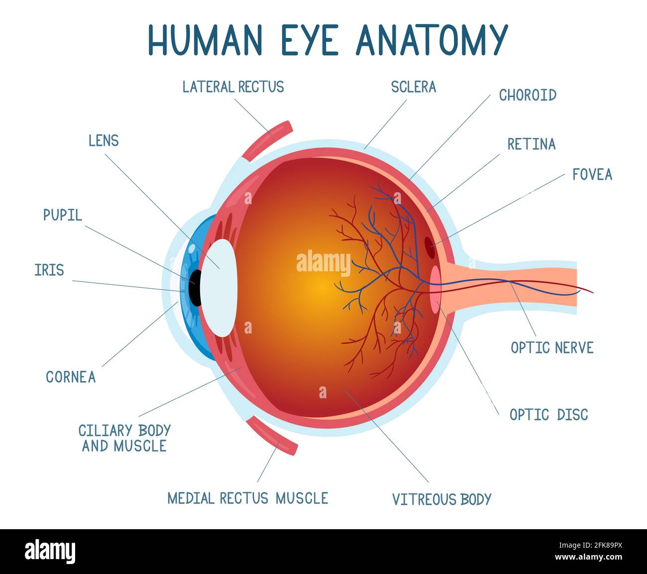 Cartoon-Augen-Anatomieschema. Infografik zum menschlichen Augapfel ...