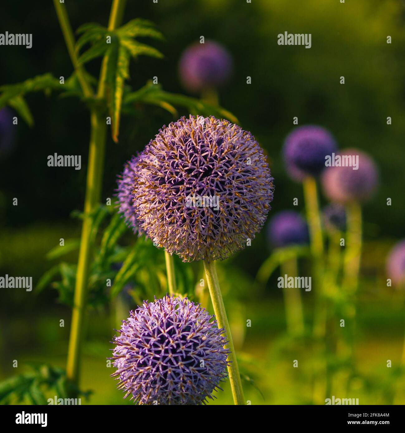 Goldene distel von schottland -Fotos und -Bildmaterial in hoher ...