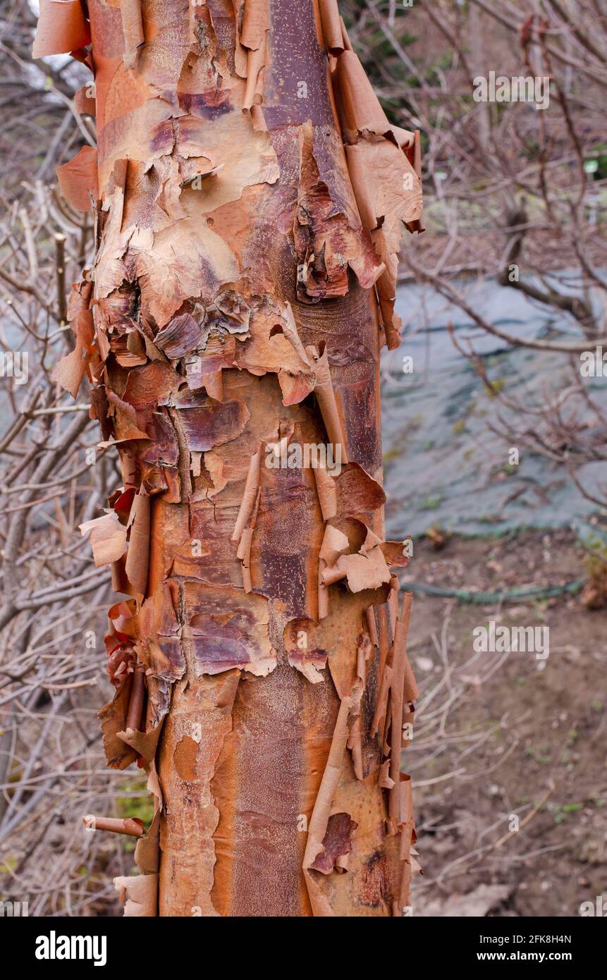 Acer griseum baum herbst -Fotos und -Bildmaterial in hoher Auflösung ...