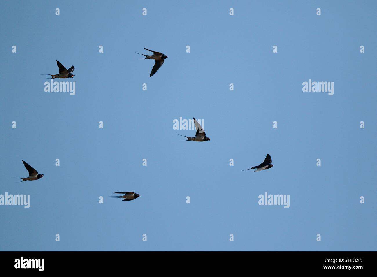Schwalben der welt -Fotos und -Bildmaterial in hoher Auflösung – Alamy