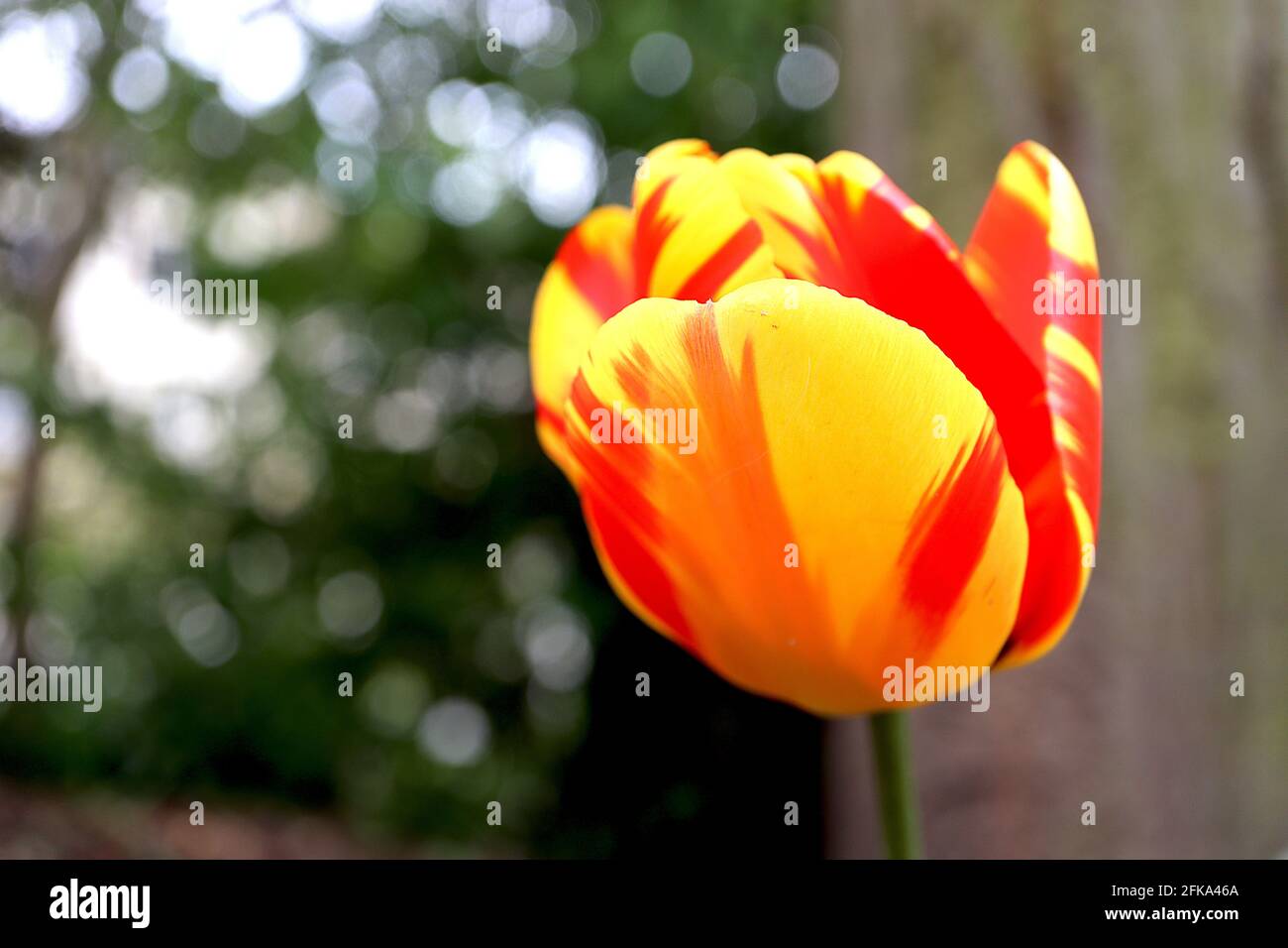 Dicke rote streifen -Fotos und -Bildmaterial in hoher Auflösung – Alamy