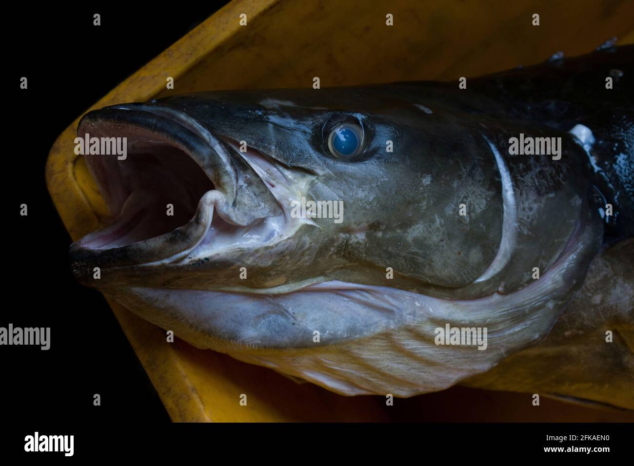 Cobia fish -Fotos und -Bildmaterial in hoher Auflösung – Alamy