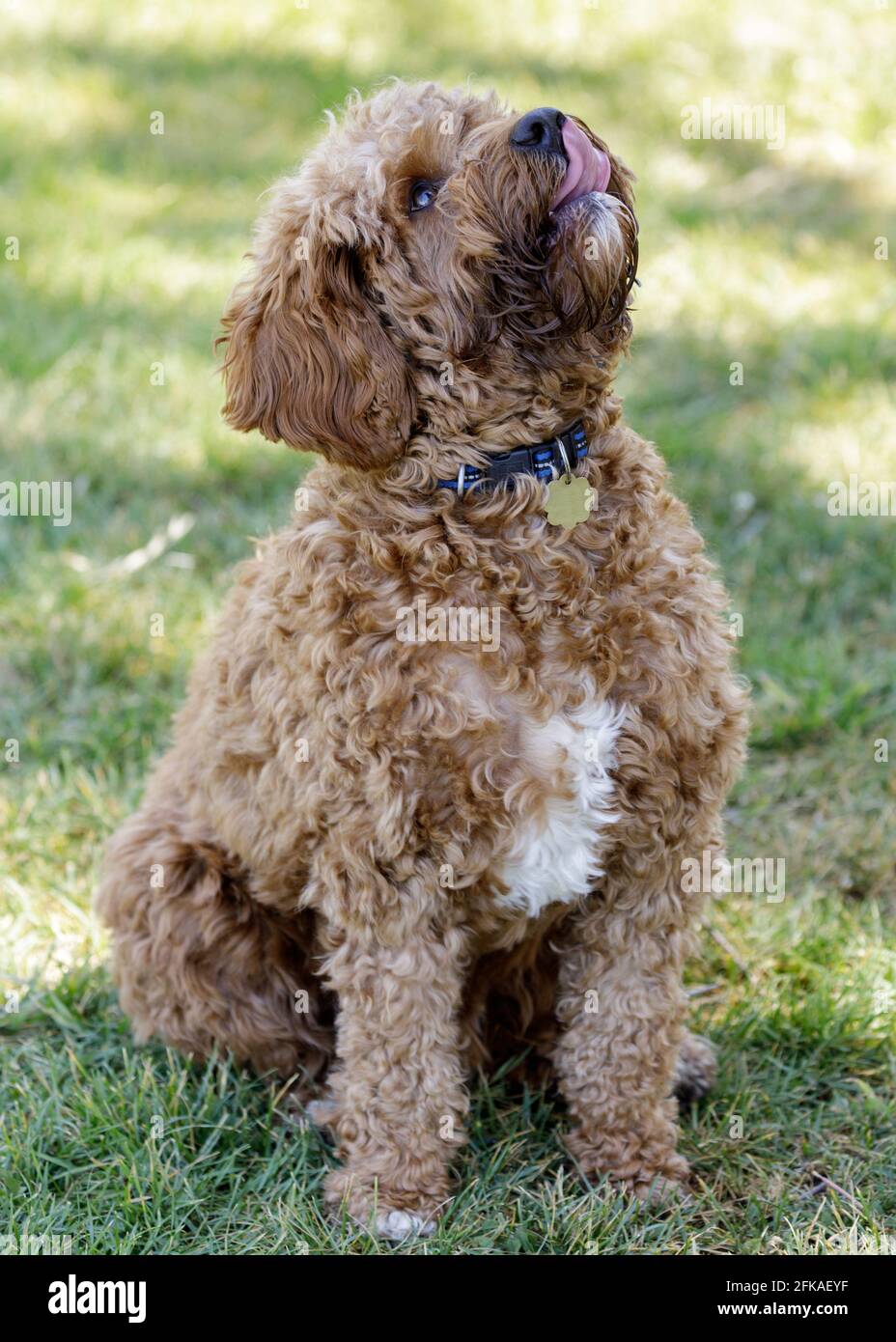Sitzender königspudel sitting poodle -Fotos und -Bildmaterial in hoher ...