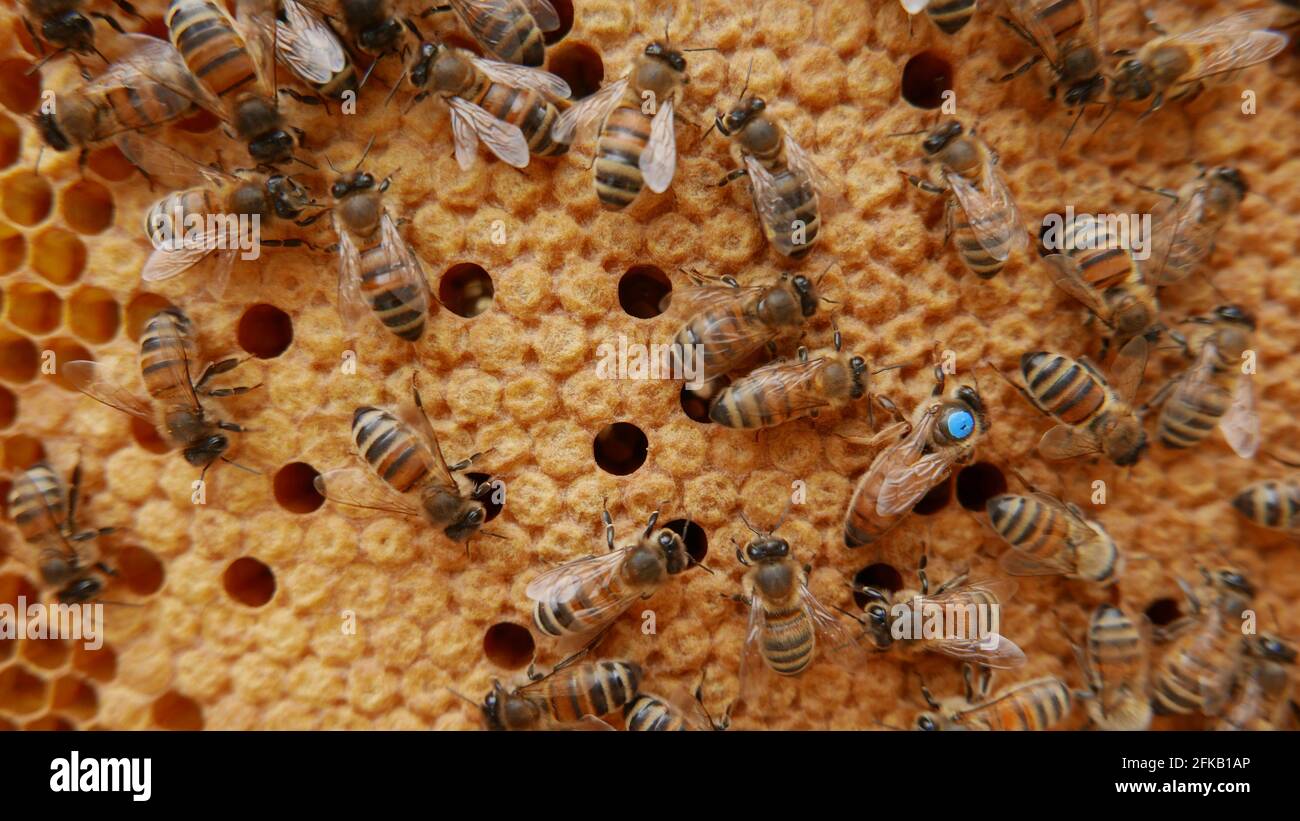 Markierte Biene Stockfotos und -bilder Kaufen - Alamy