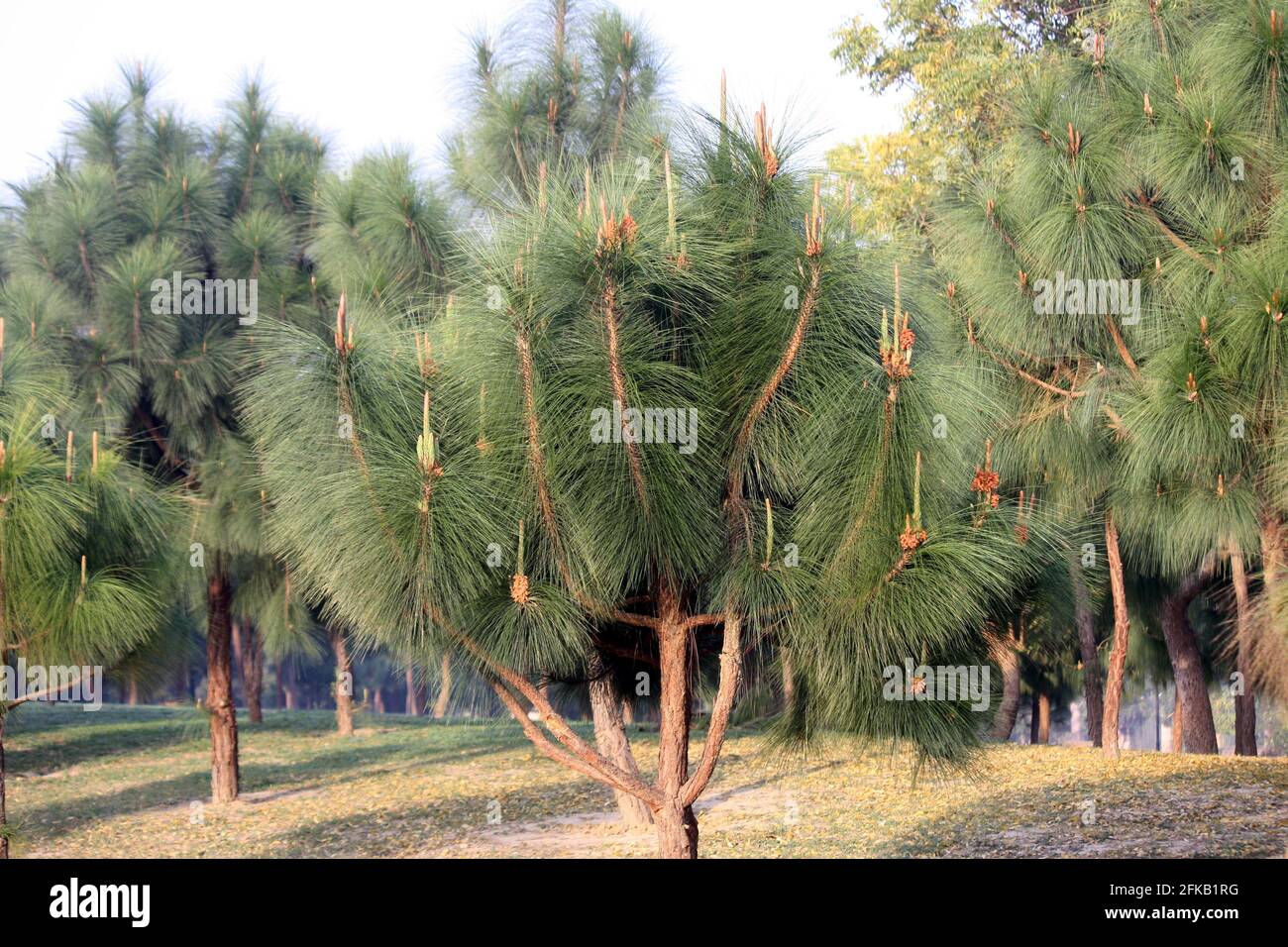 Pinus roxburghii -Fotos und -Bildmaterial in hoher Auflösung – Alamy