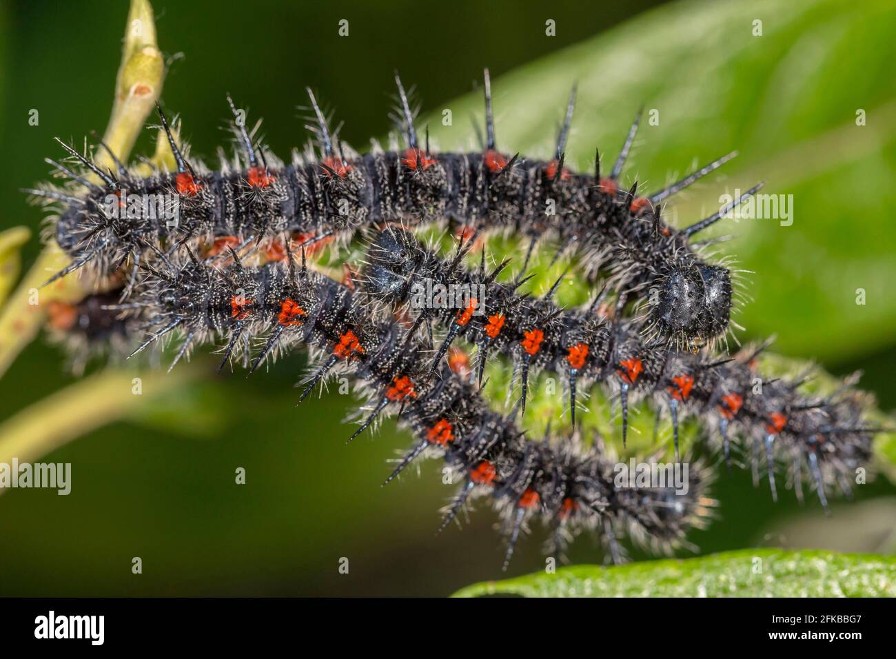 Insekten Raupen Stockfotos und -bilder Kaufen - Alamy