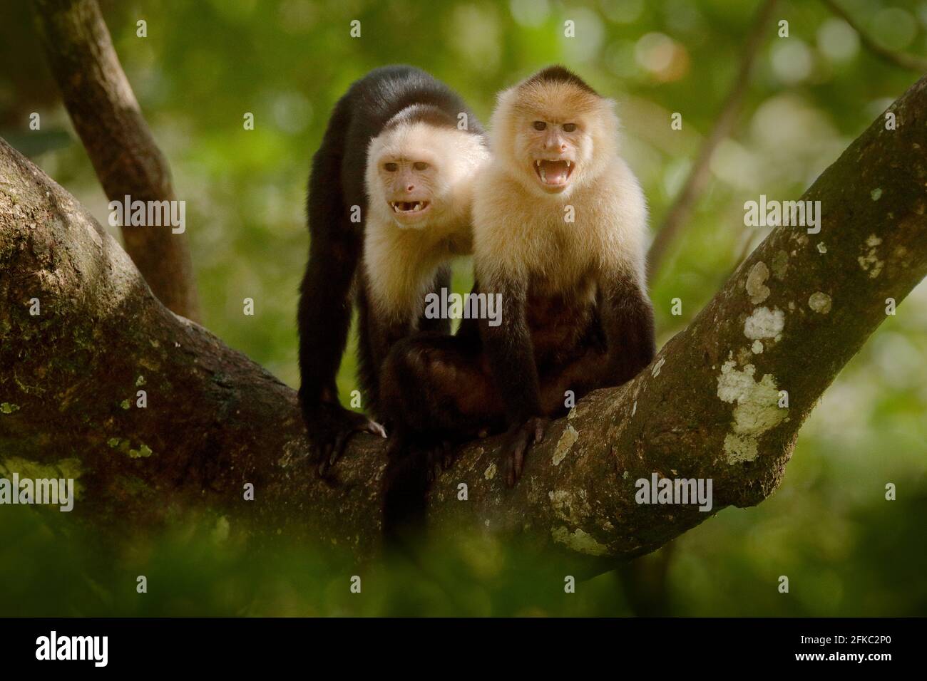 Affe, der auf baumast sitzt -Fotos und -Bildmaterial in hoher Auflösung ...