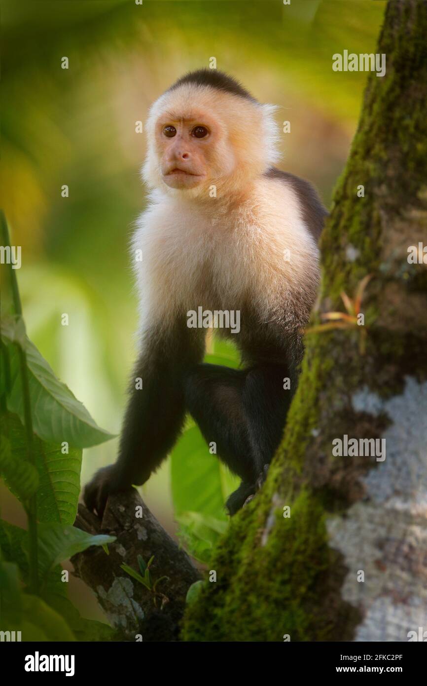 Affe, der auf baumast sitzt -Fotos und -Bildmaterial in hoher Auflösung ...