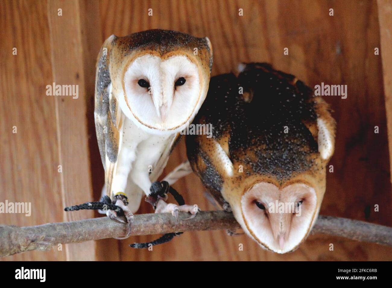 Dschungel eulen -Fotos und -Bildmaterial in hoher Auflösung – Alamy