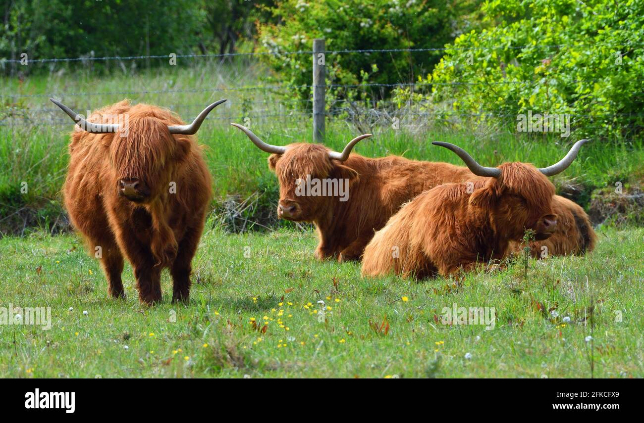 Hochlandvieh hautnah -Fotos und -Bildmaterial in hoher Auflösung – Alamy