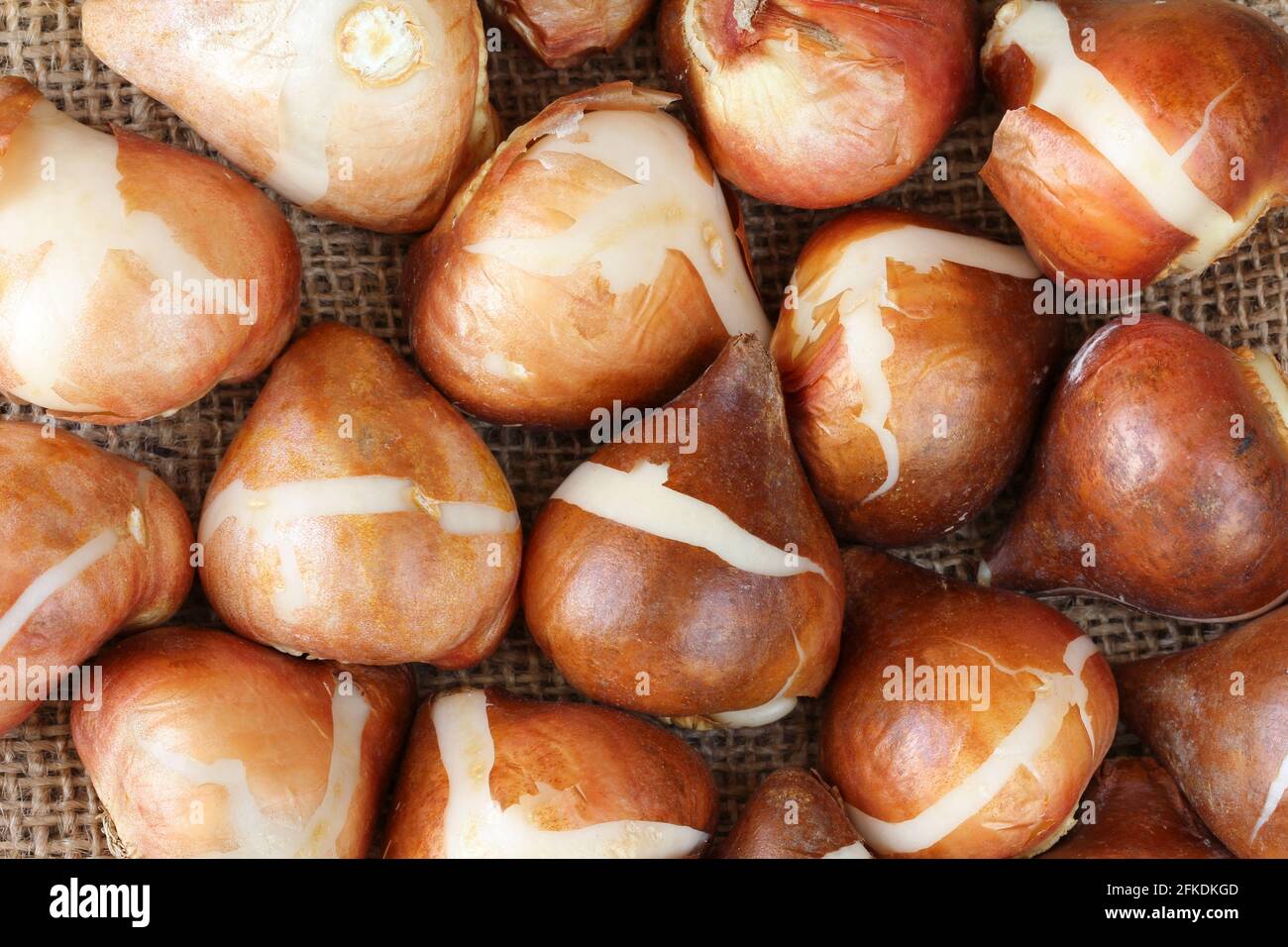 Tulpe menton -Fotos und -Bildmaterial in hoher Auflösung – Alamy