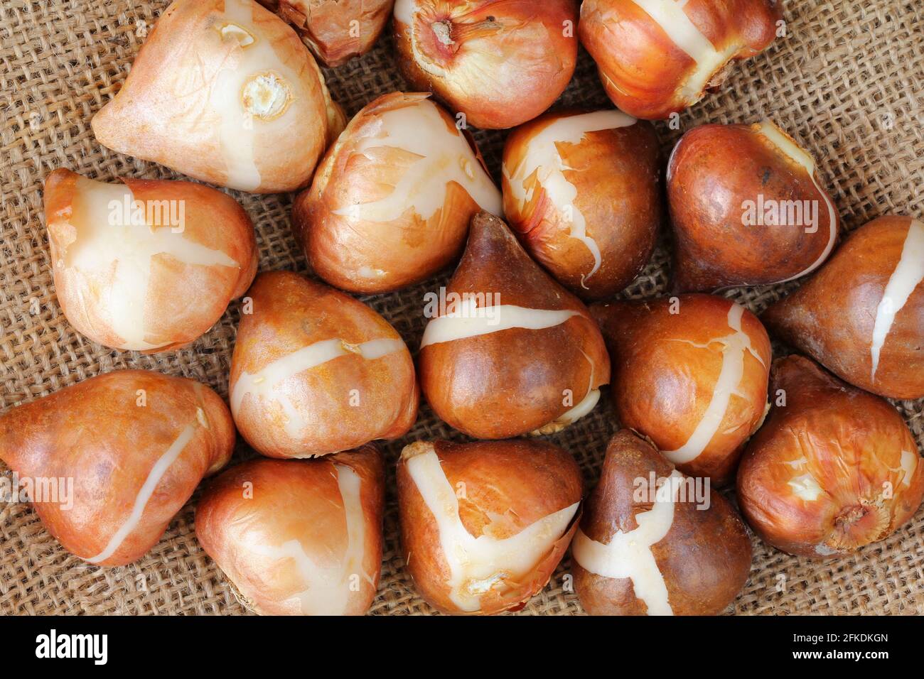 Tulpe menton -Fotos und -Bildmaterial in hoher Auflösung – Alamy