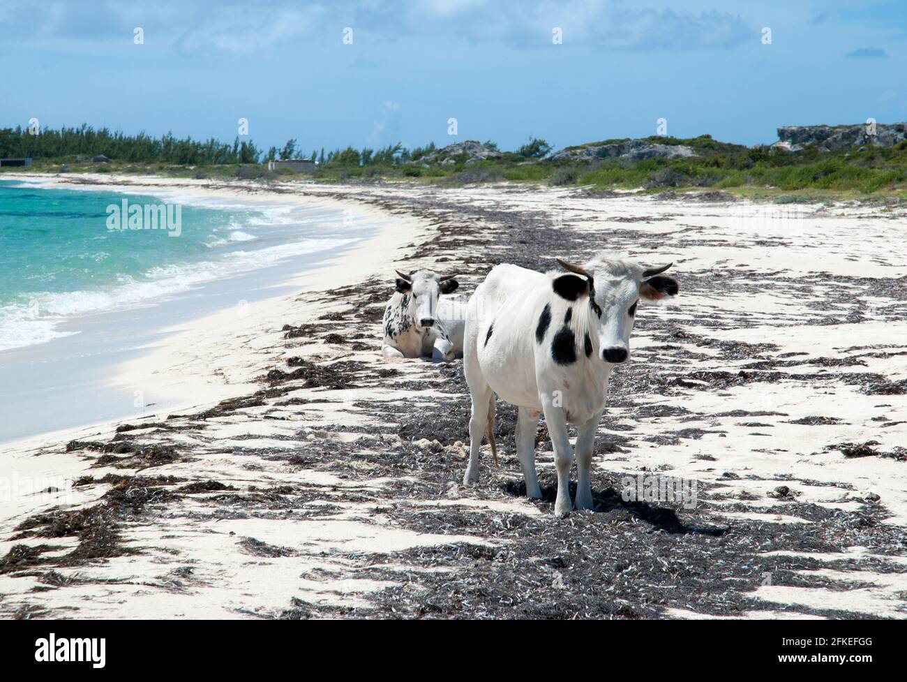 Kuh am strand spazieren -Fotos und -Bildmaterial in hoher Auflösung – Alamy