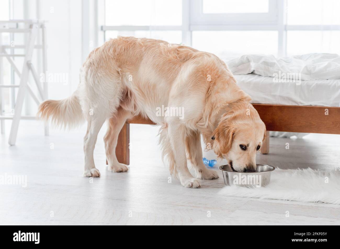 Hund, der haus isst -Fotos und -Bildmaterial in hoher Auflösung – Alamy