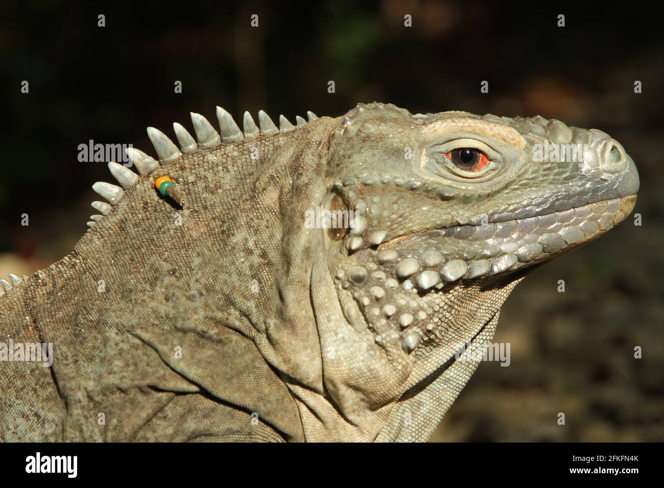 Grand cayman blue leguan -Fotos und -Bildmaterial in hoher Auflösung ...