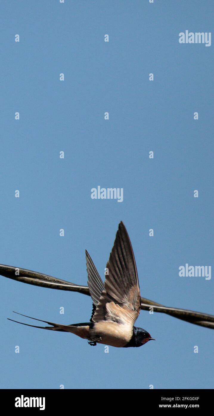 Schwalben der welt -Fotos und -Bildmaterial in hoher Auflösung – Alamy