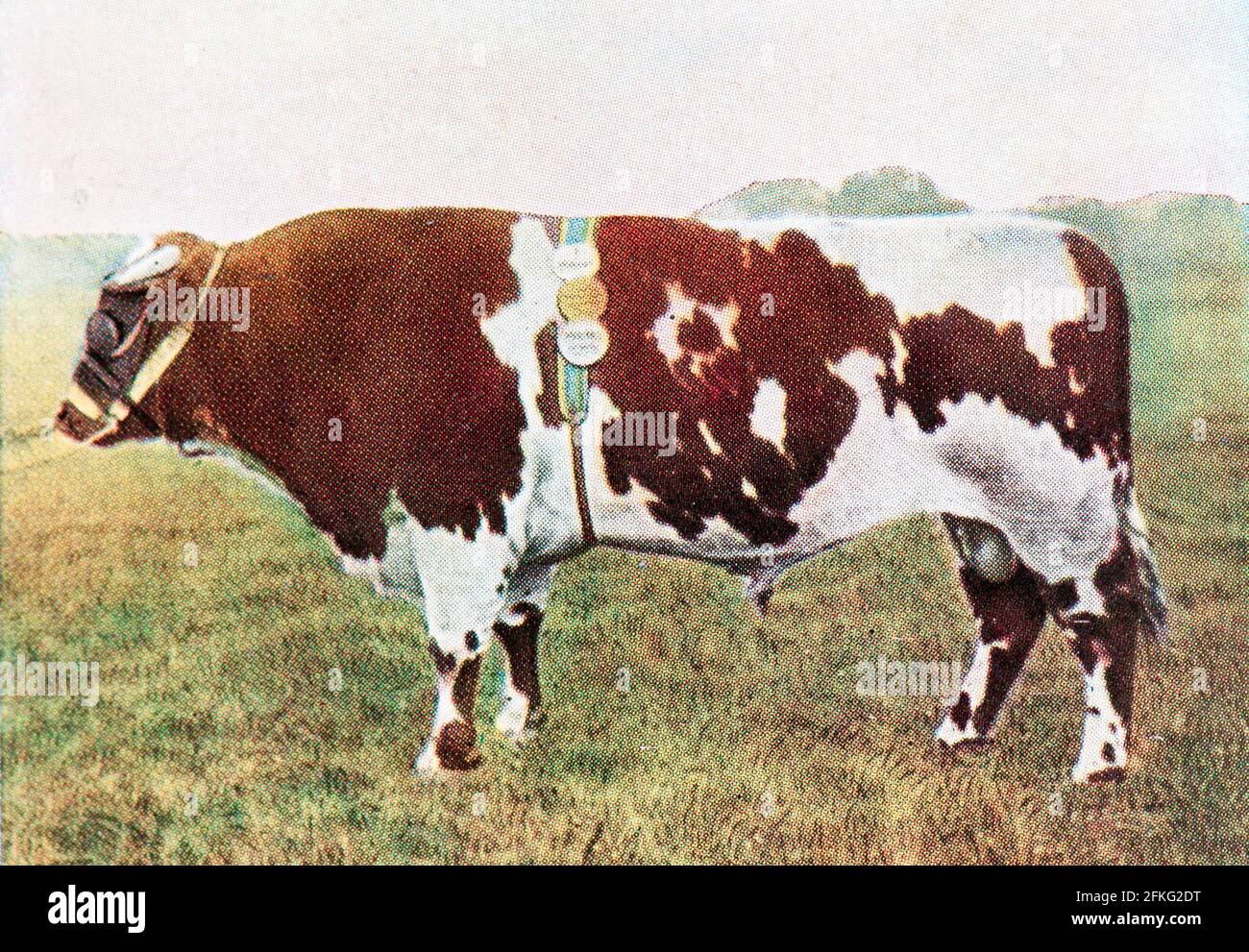 Germanisches reich -Fotos und -Bildmaterial in hoher Auflösung – Alamy