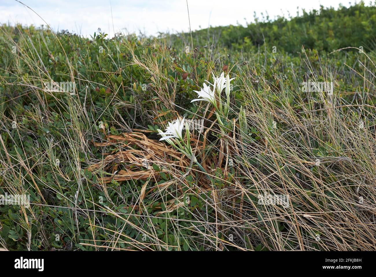 Pflanzen auf sand -Fotos und -Bildmaterial in hoher Auflösung – Alamy